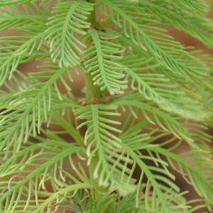 Parrot's feather | Environment Canterbury