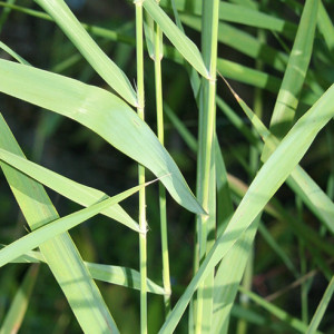 Phragmites | Environment Canterbury