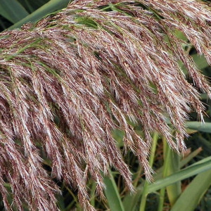 Phragmites | Environment Canterbury