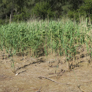 Phragmites | Environment Canterbury