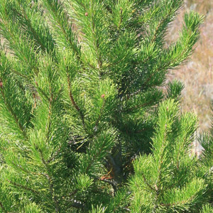 Wilding pine | Environment Canterbury