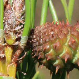 Wilding pine | Environment Canterbury