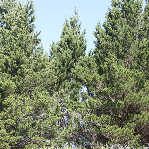 Wilding pine | Environment Canterbury