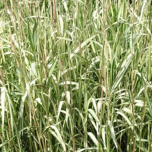 Reed canary grass | Environment Canterbury