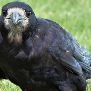 Rook | Environment Canterbury