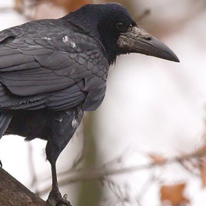 Rook | Environment Canterbury