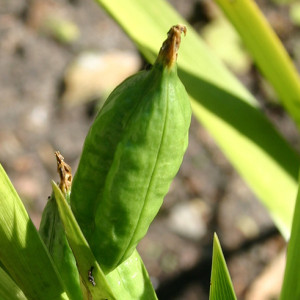 Stinking iris | Environment Canterbury