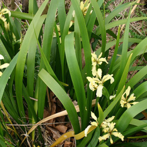 Stinking iris | Environment Canterbury