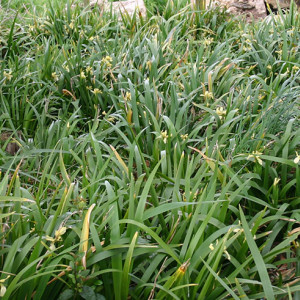 Stinking iris | Environment Canterbury