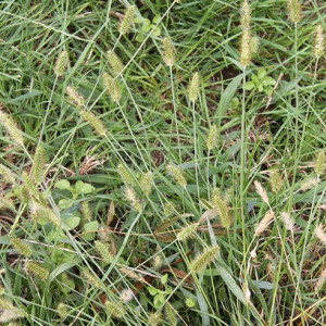 Yellow bristle grass | Environment Canterbury