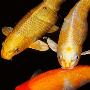 Koi carp | Environment Canterbury