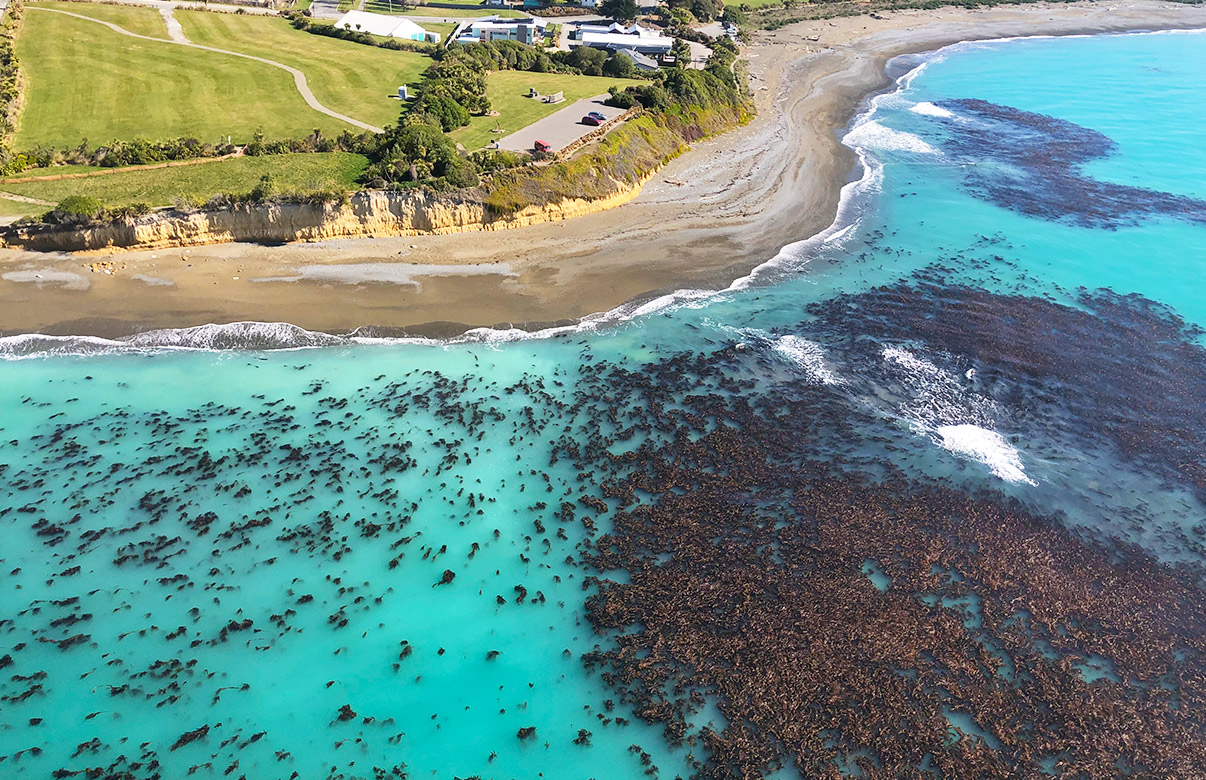 Marine biodiversity | Environment Canterbury