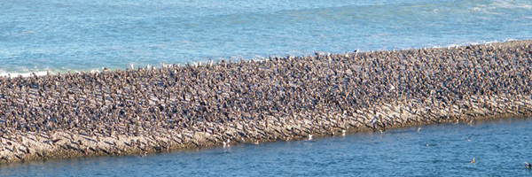 Protecting the Hakatere / Ashburton River mouth | Environment Canterbury