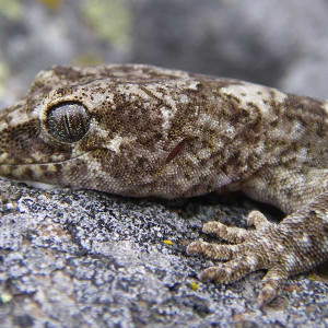 Ōrāri Temuka Ōpihi Pareora zone biodiversity | Environment Canterbury