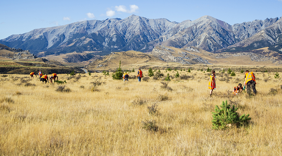 Controlling wilding pines | Environment Canterbury