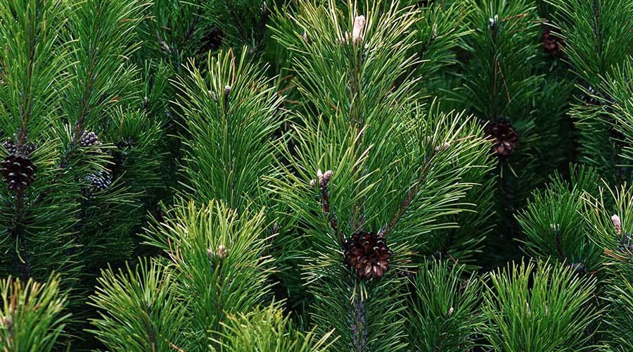 What's the problem with wilding pines? | Environment Canterbury