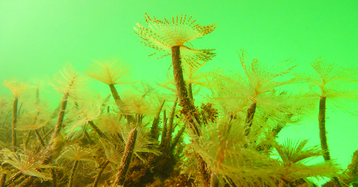 Marine pests | Environment Canterbury